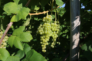 Himrod Seedless - Fulkerson Winery - Finger Lakes Winery